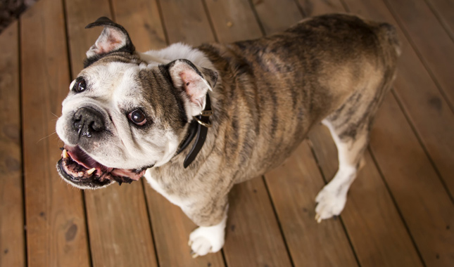 Bulldog Dog Breed Information
