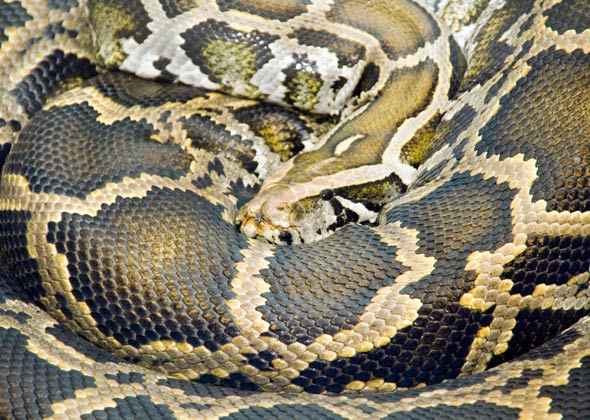 Snakes by the Numbers