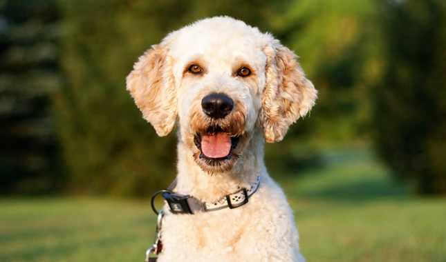 Goldendoodle Breed Information