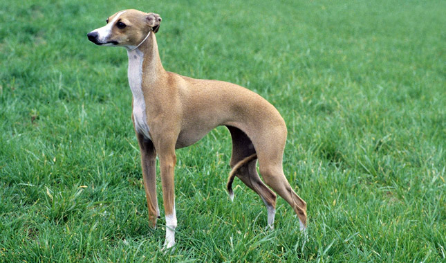 Italian Greyhound Miniature Cute