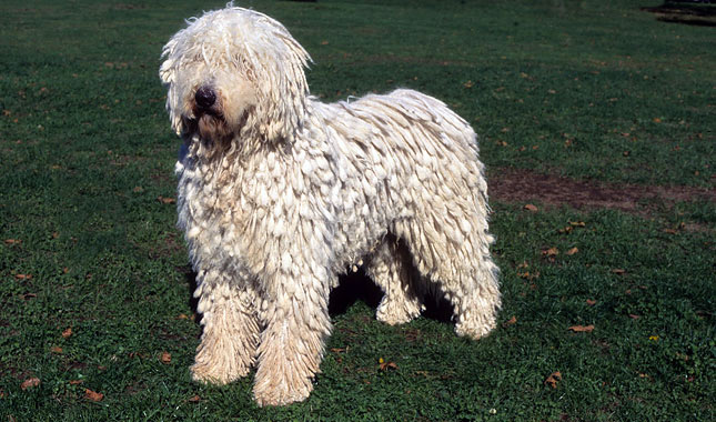 Komondor Breed Information