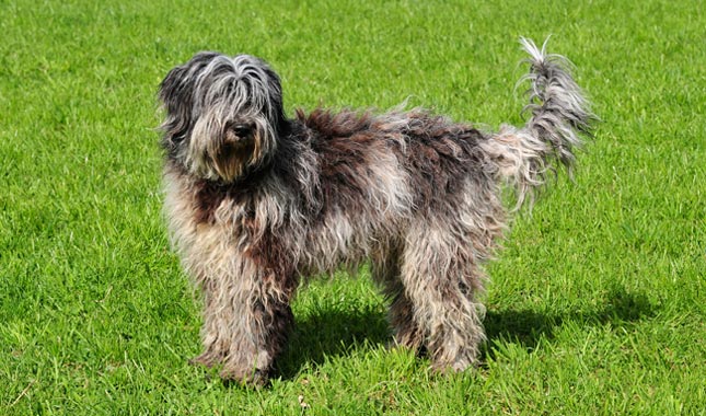 Bergamasco Breed Information