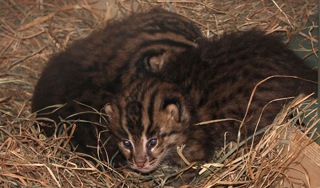 Endangered Fishing Cats Born at National Zoo