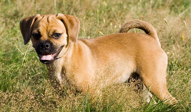 Puggle Dog Breed Information