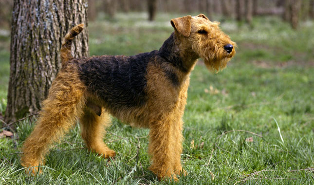 Welsh Terrier Dog Breed Information