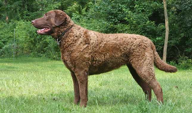 Chesapeake Bay Retriever Dog Breed Information
