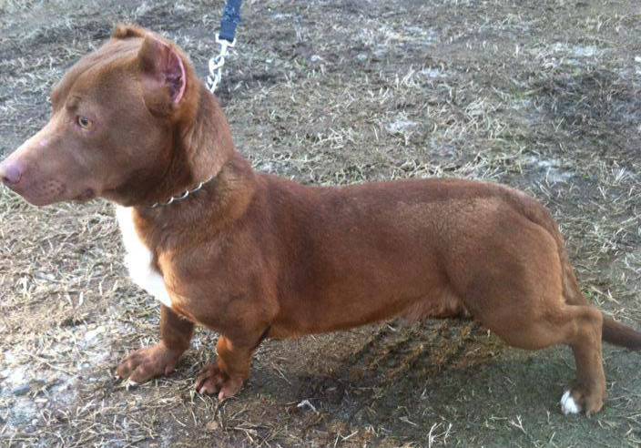 Rami the Pit Bull-Dachshund Mix Becomes an Ambassador