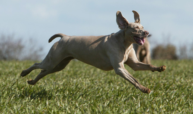 Weimaraner Dog Breed Information