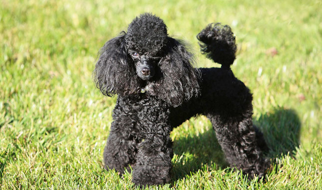 Toy Poodle Dog Breed Information