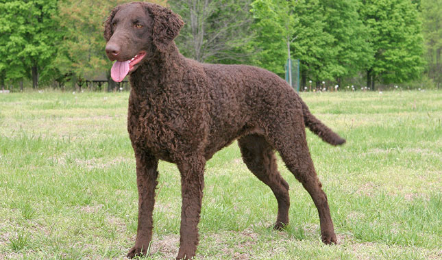 Curly-Coated Retriever Breed Information