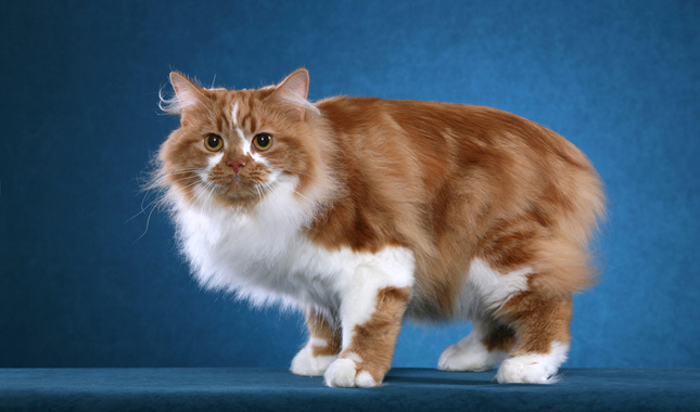 Cymric Cat Breed Information