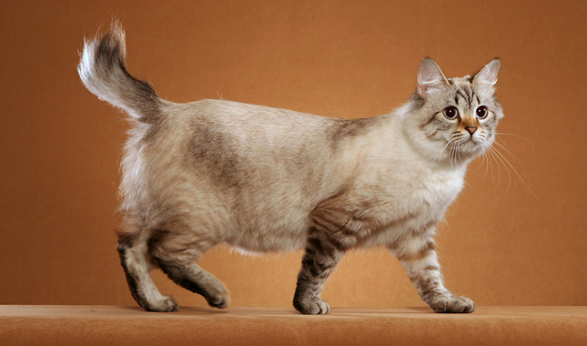American Bobtail Cat Breed Information