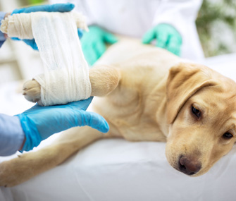 A Vet's 5 Tips for Coping With a Pet Emergency