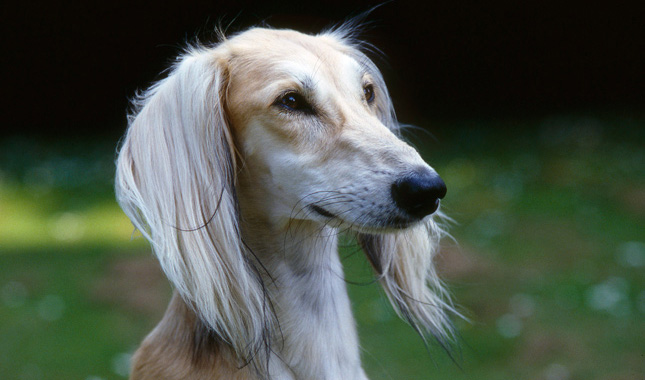 Saluki Breed Information