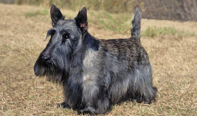 Scottish Terrier Dog Breed Information