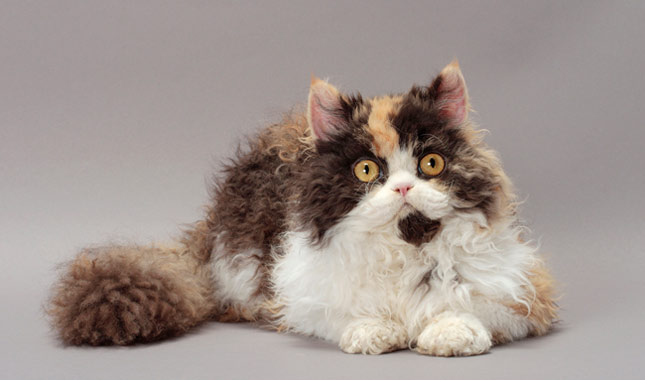Selkirk Rex Cat Breed Information