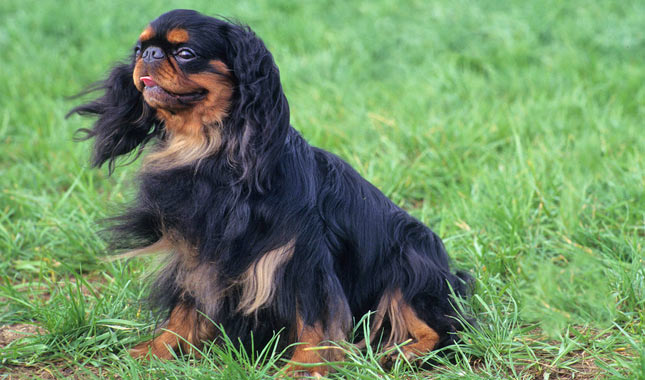 English Toy Cocker Spaniel Information