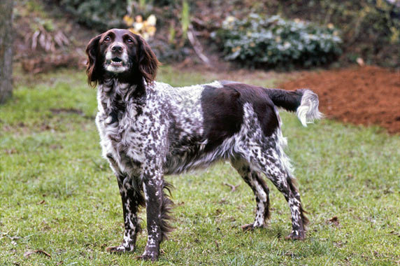 Small Munsterlander Dog Breed Information