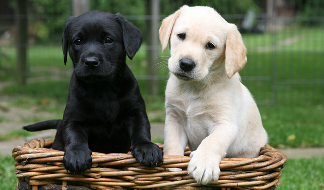 Labrador Retriever