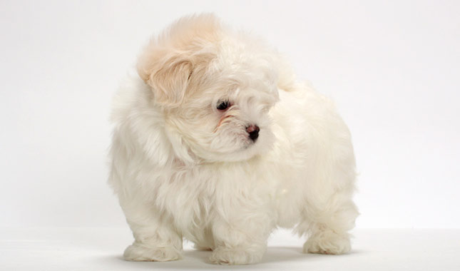 Maltese Breed Information