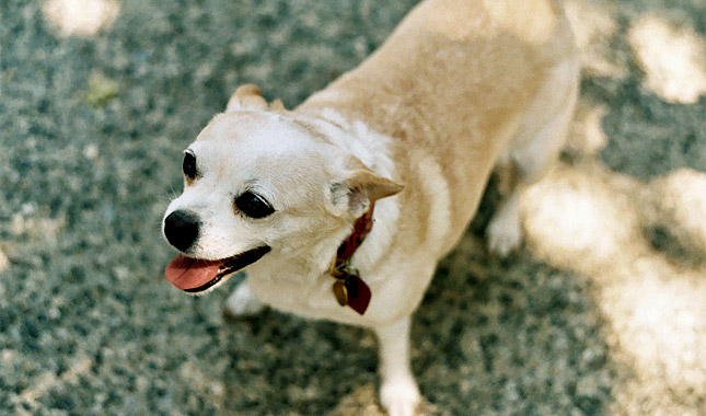 Chug Breed Information