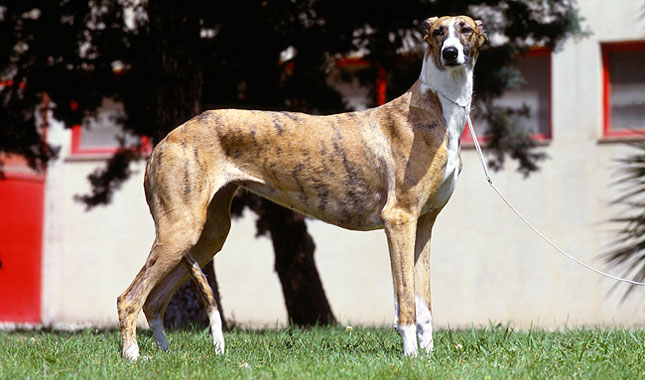 Pin by Iva on Galgo espagnol - Spanish greyhound | Greyhound, Animals, Dogs