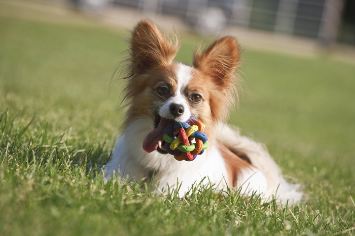 Papillon Dog Breed Information