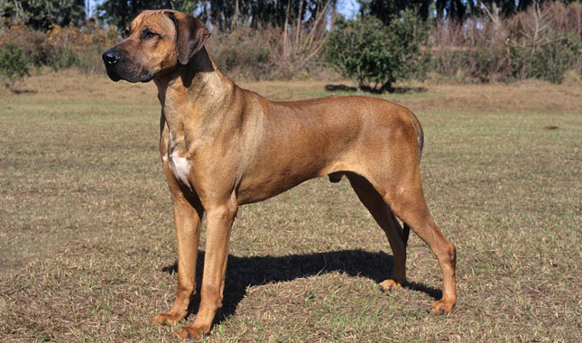 Rhodesian Ridgeback Dog Breed Information