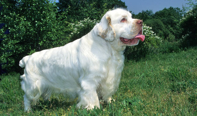 Clumber Spaniel Breed Information