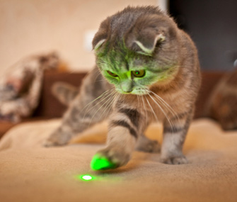 Laser Pointer Cat