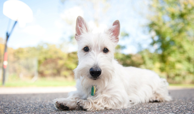 Scottish Terrier Dog Breed Information