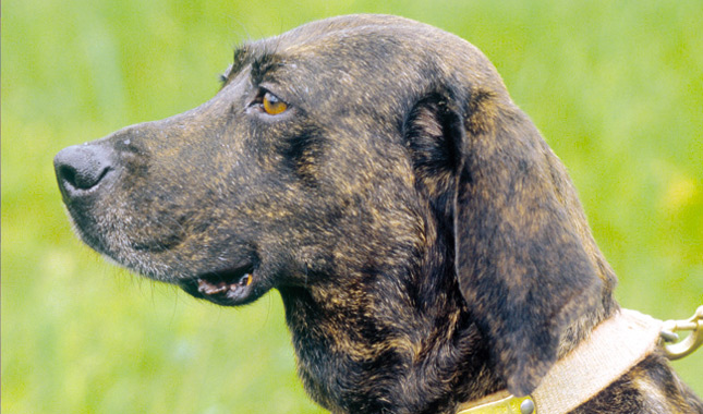 Plott Hound Dog Breed Information