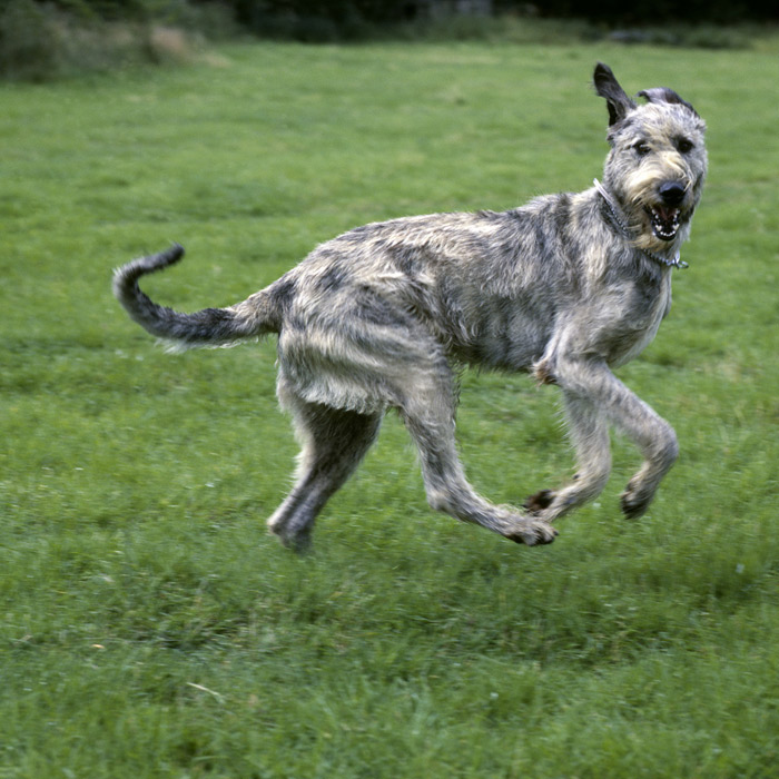 Irish Wolfhound Breed Information