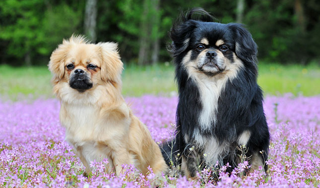 Tibetan Spaniel Dog Breed Information