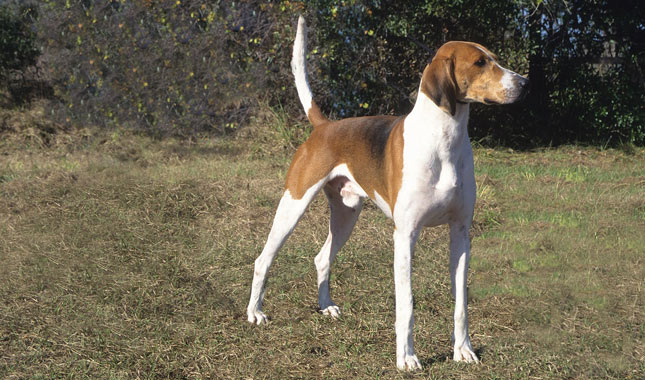 American Foxhound Breed Information