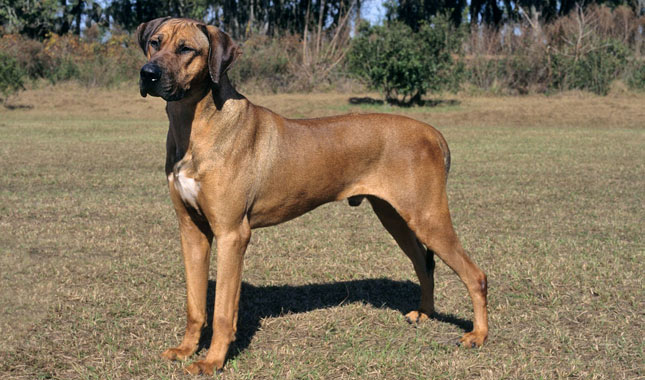 Rhodesian Ridgeback Dog Breed Information