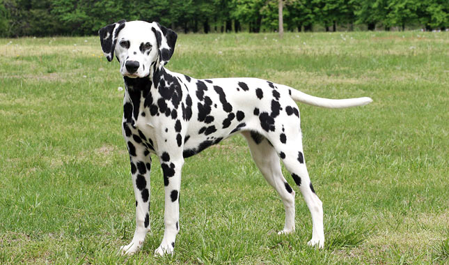 Dalmatian Breed Information