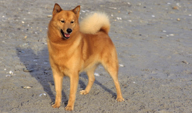 Finnish Spitz Breed Information