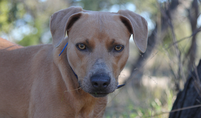 Lacy Dog Breed Information