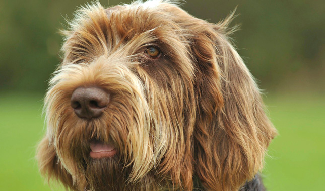 Spinone Italiano Dog Breed Information