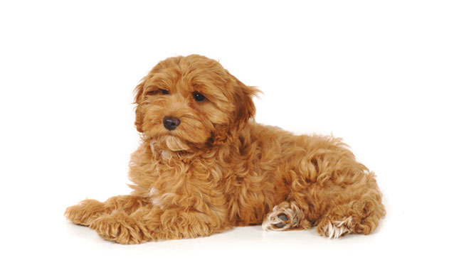 Cockapoo Breed Information