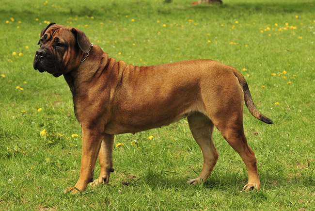 Boerboel Dog Breed Information