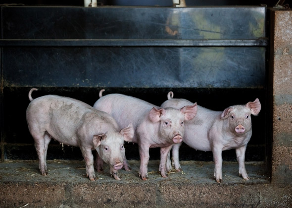 Celebrate National Pig Day With These 8 Famous Pigs