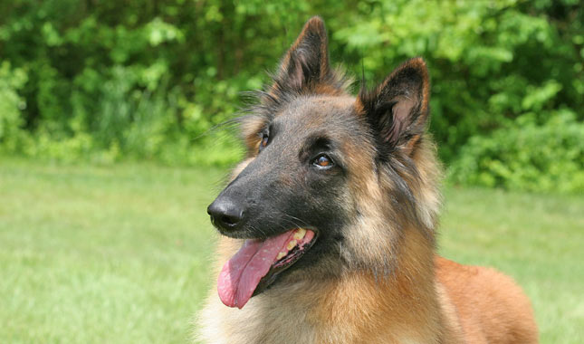 Belgian Tervuren Breed Information
