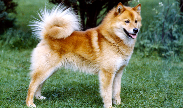 Finnish Spitz Breed Information