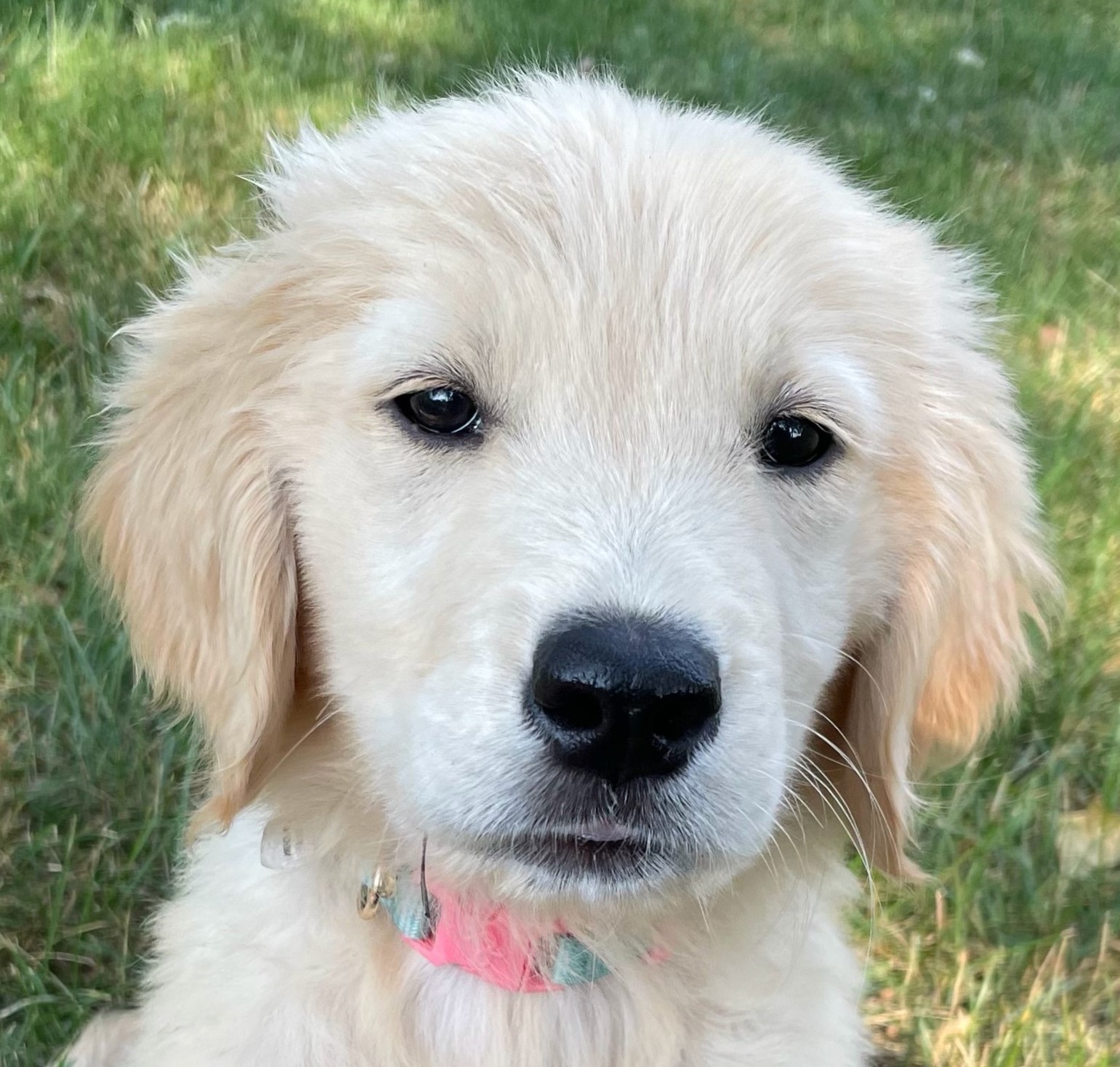 Meet Linus 21-128 - Retrieve a Golden of the Midwest