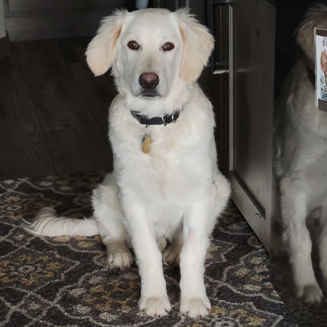Meet Murphy 21-235A - Retrieve a Golden of the Midwest