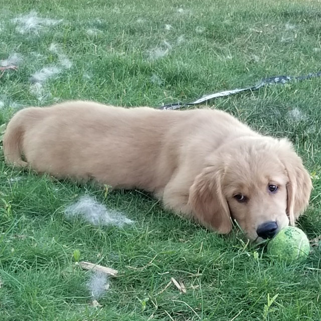 Meet Jack 22-222 - Retrieve a Golden of the Midwest