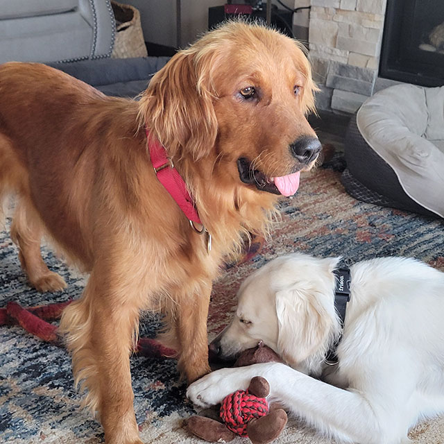 Meet Lucy (Ellie) 22-234 - Retrieve a Golden of the Midwest