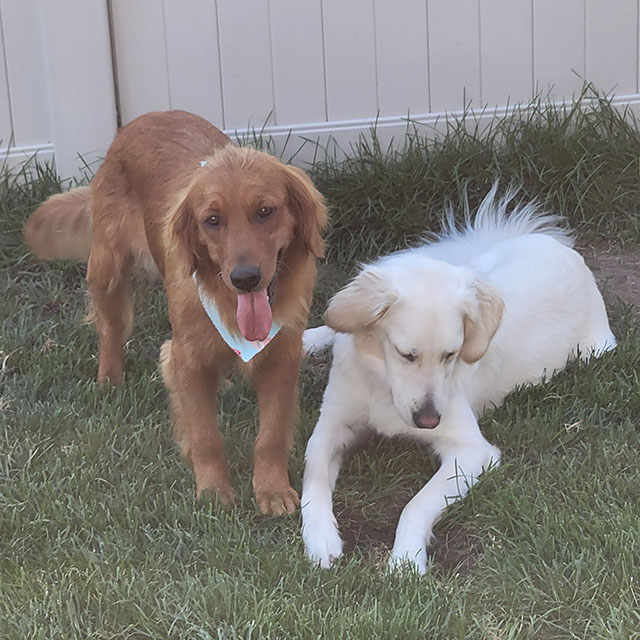 Meet Lucy (Ellie) 22-234 - Retrieve a Golden of the Midwest